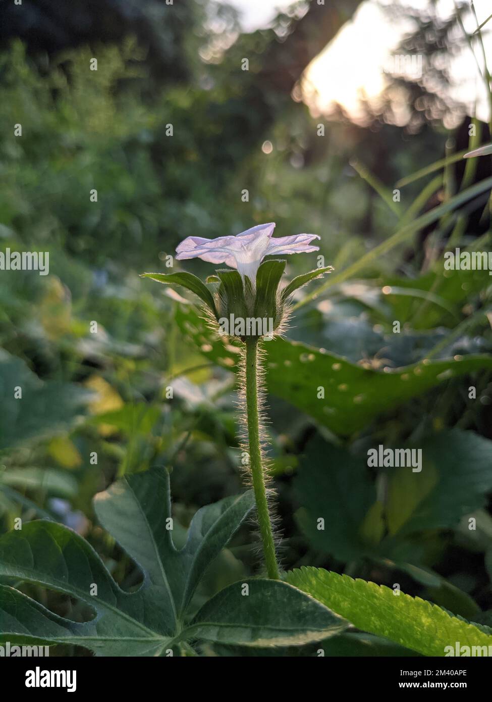 A vertical shot of Datura flower in bloom with green leaves under ...