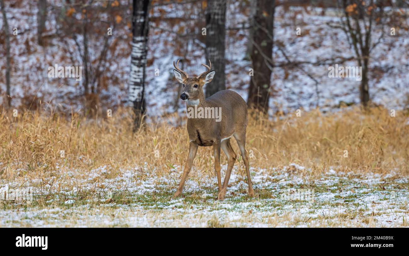White-tailed deer in northern Wisconsin Stock Photo - Alamy