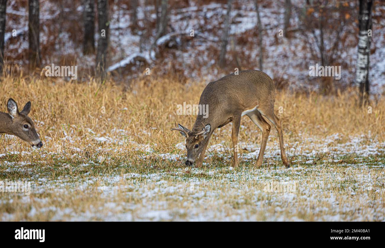 White-tailed buck and doe during the rut in northern Wisconsin Stock ...