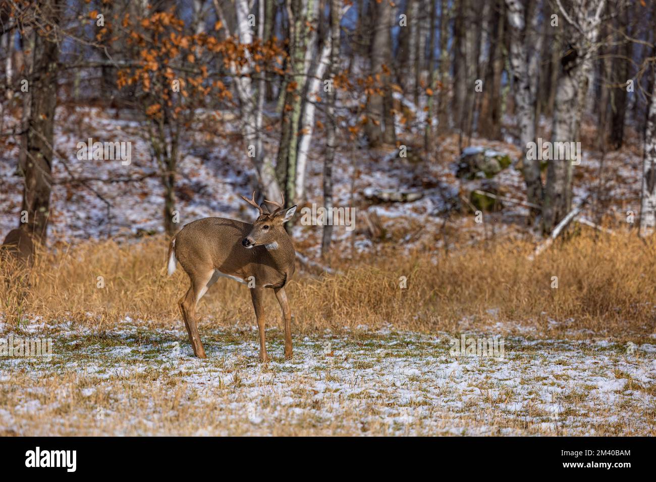 Young buck during the rut in northern Wisconsin Stock Photo - Alamy