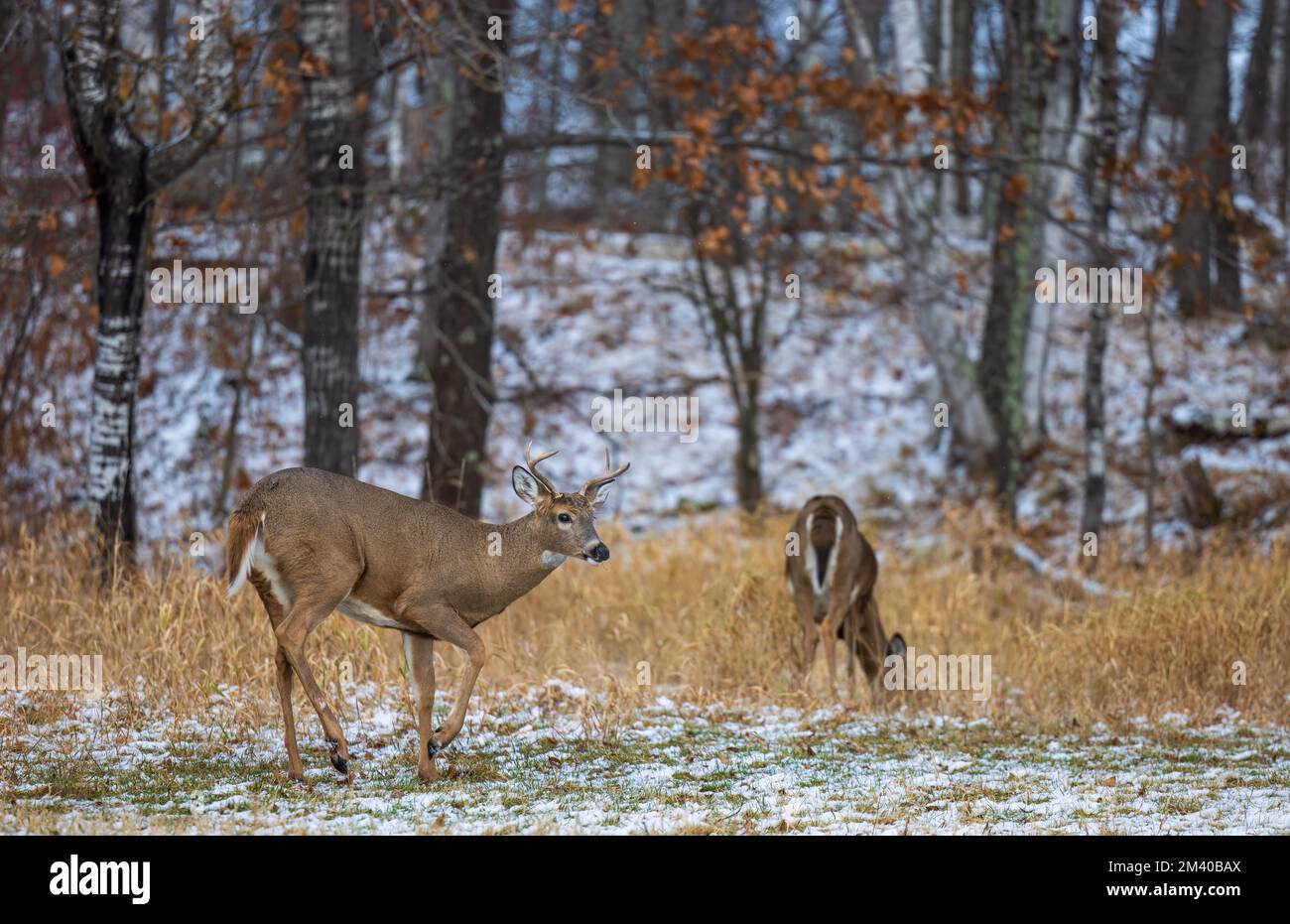 White-tailed buck in northern Wisconsin Stock Photo - Alamy