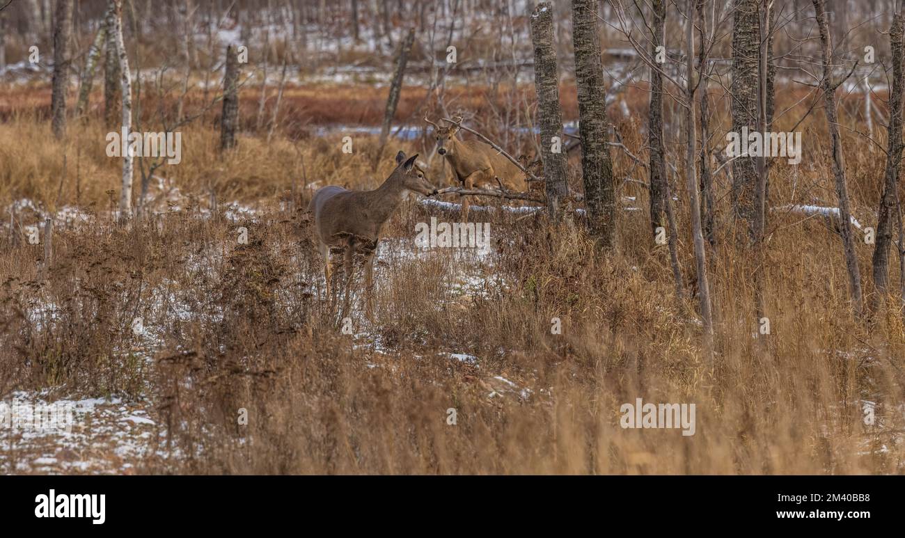 White-tailed chasing a doe during the rut in northern Wisconsin Stock ...