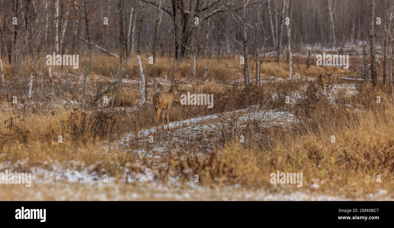 White-tailed chasing a doe during the rut in northern Wisconsin Stock ...