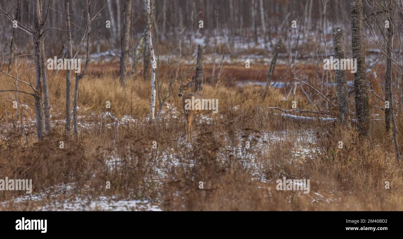 White-tailed chasing a doe during the rut in northern Wisconsin Stock ...