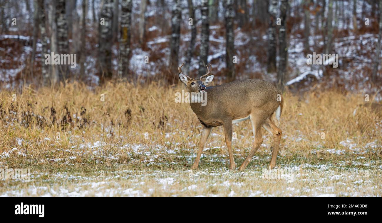 Young buck during the rut in northern Wisconsin Stock Photo - Alamy