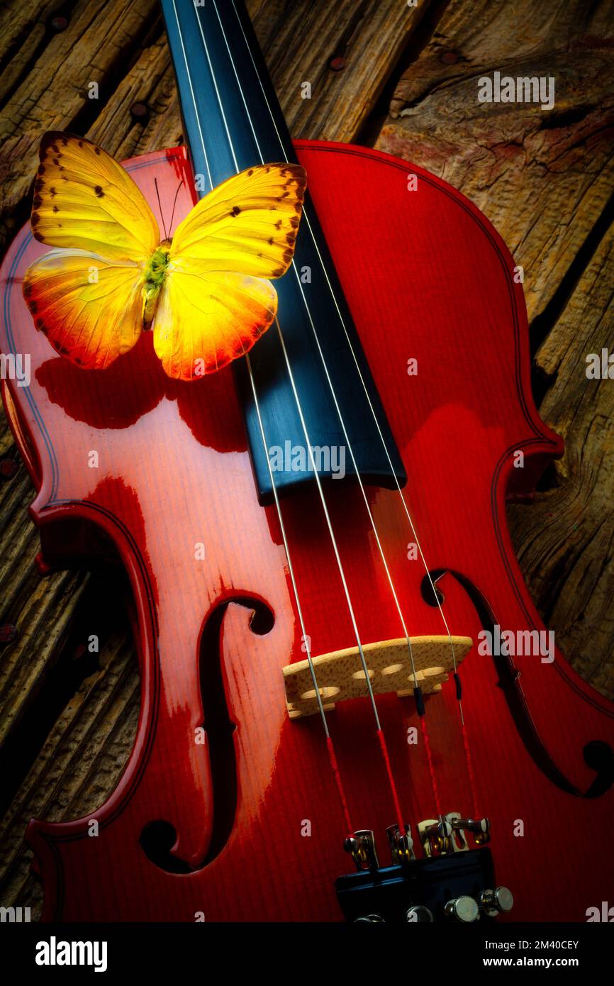 Sweet Violin And Butterfly Still Life Stock Photo - Alamy