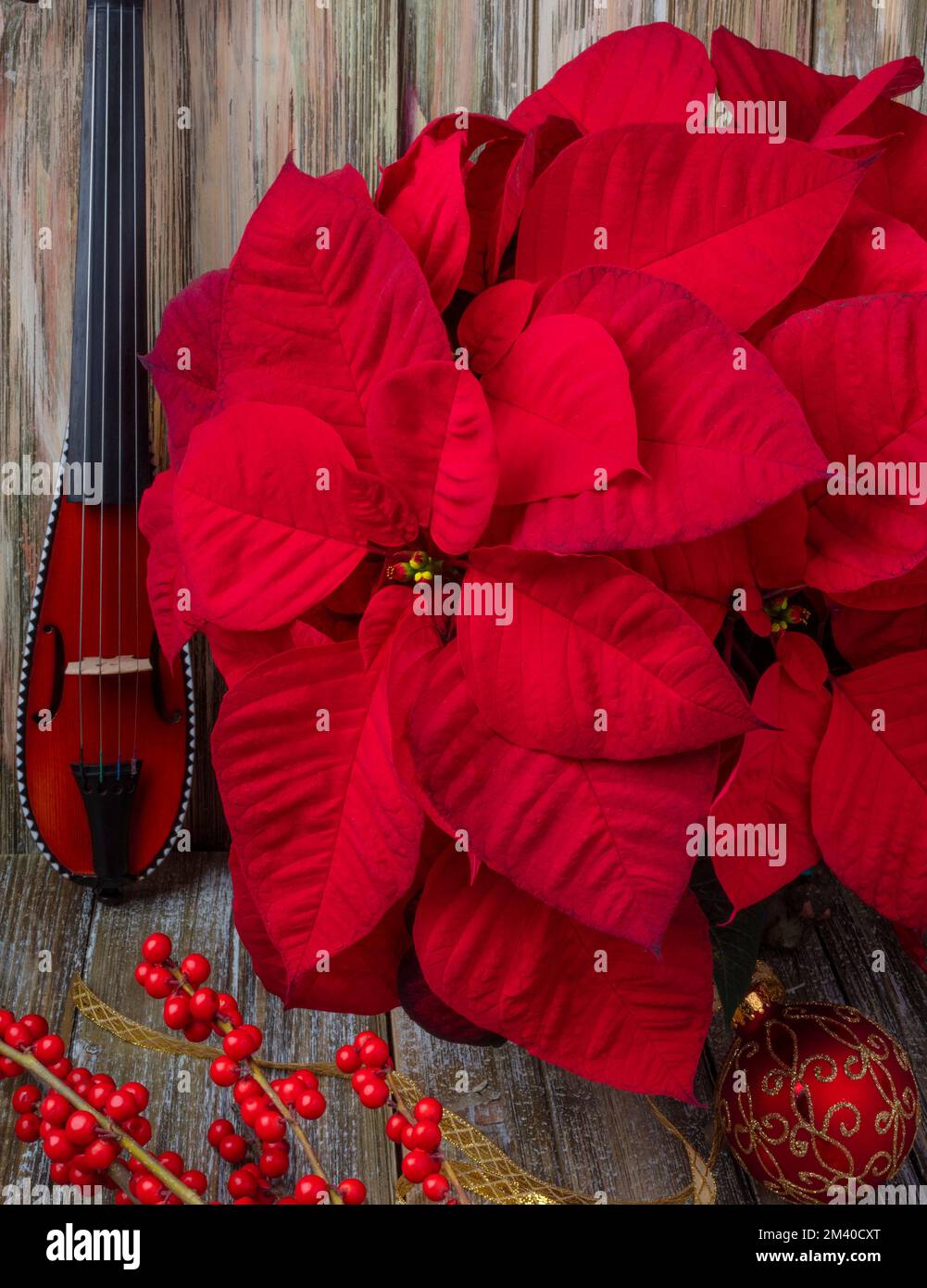 Pocket violins hi-res stock photography and images - Alamy