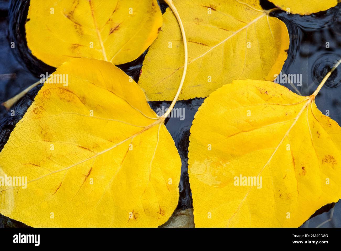 Poplar montana hi-res stock photography and images - Alamy