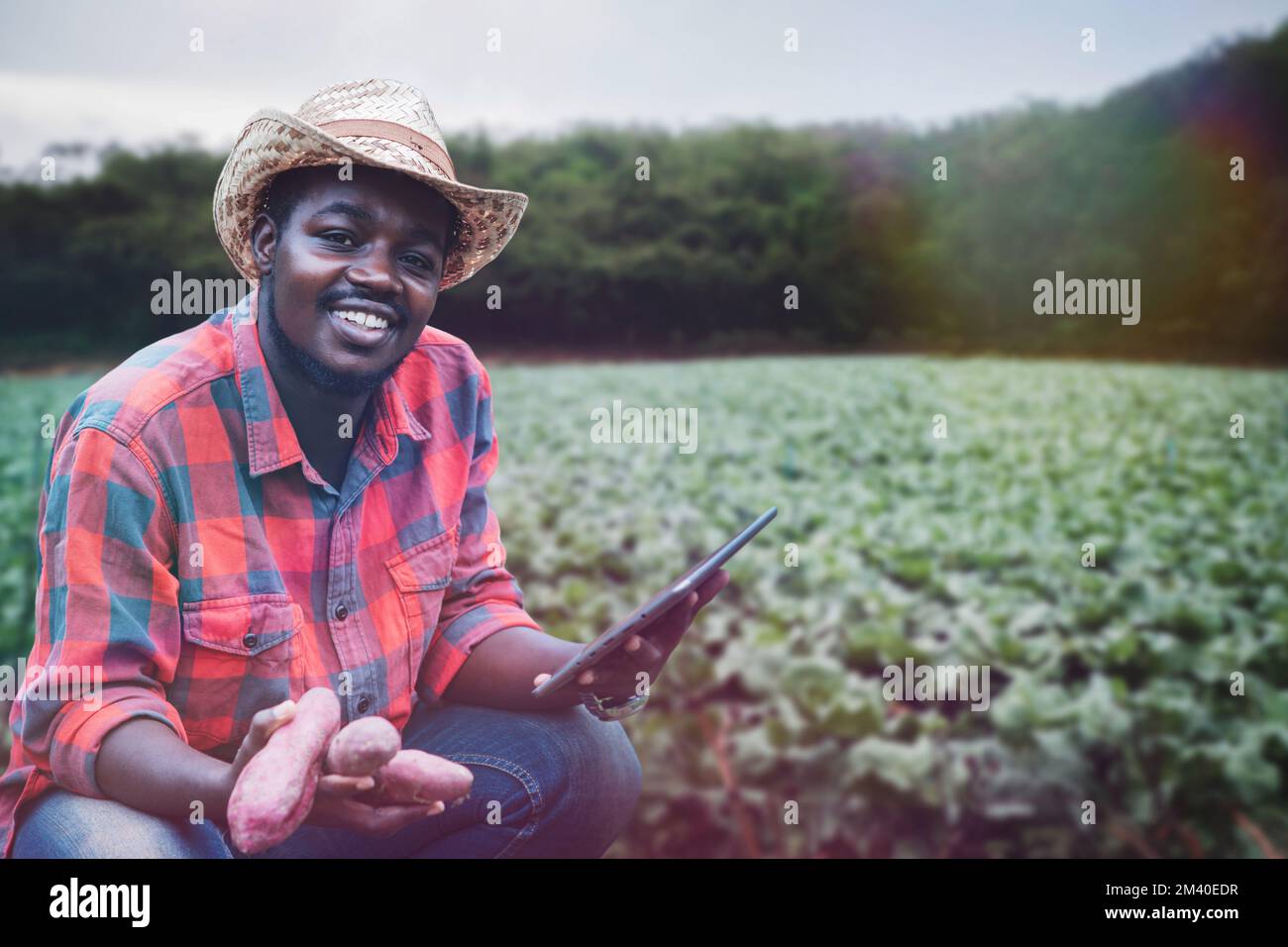 African farmer man holding fresh sweet potato at organic farm with ...
