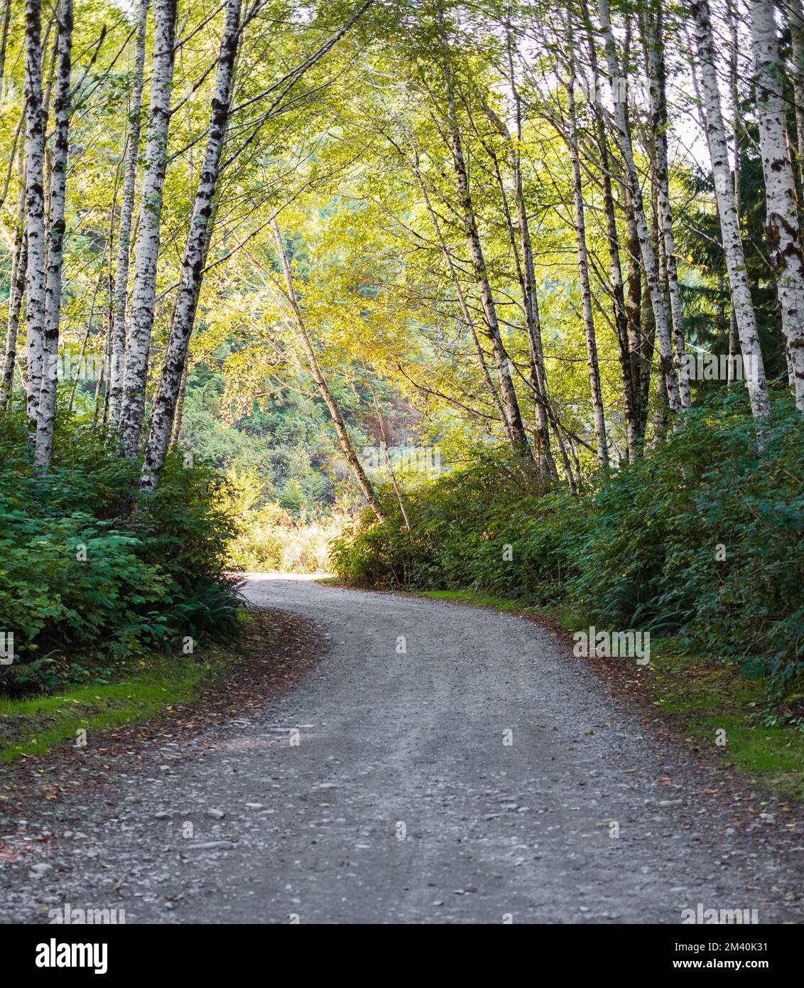 Country road running through the summer deciduous forest at dawn ...