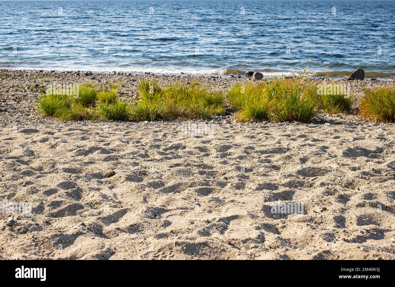 Grass sand dune beach sea view. View on small sand dune with green ...