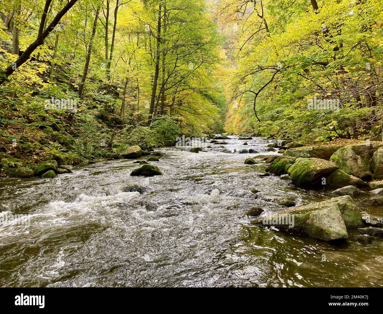 Streaming brook in forest in autumn hi-res stock photography and images ...