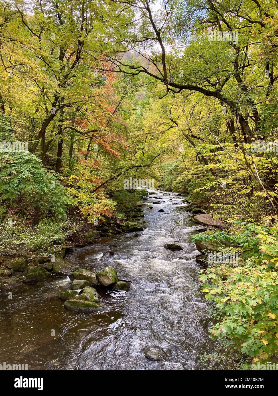 A vertical shot of Bode river streaming between greenery in a forest ...