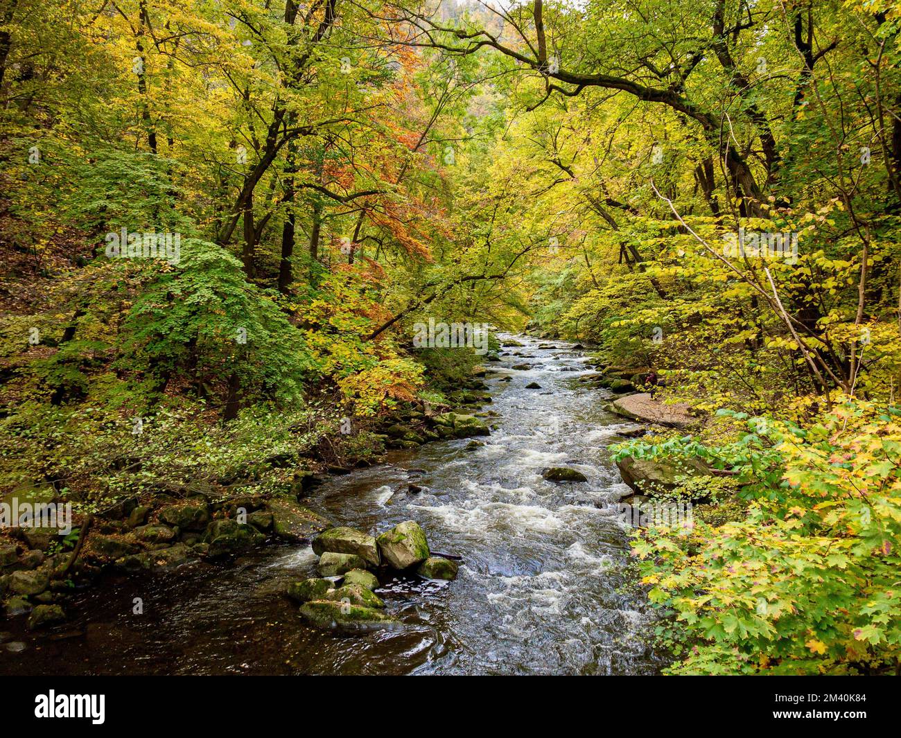 A beautiful shot of Bode river streaming between greenery in a forest ...