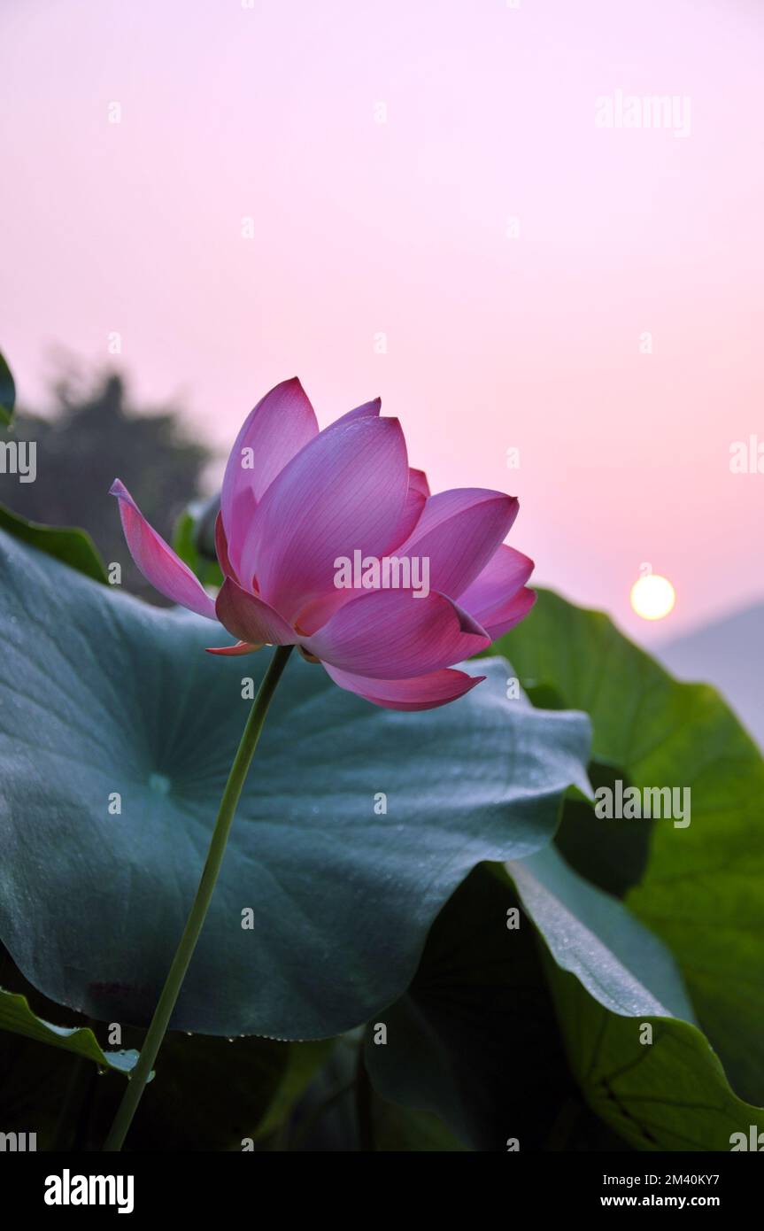 blossom lotud flower in pond Stock Photo - Alamy