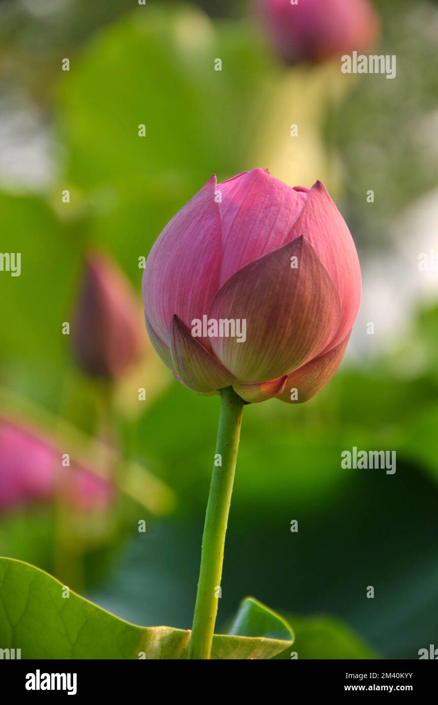 blossom lotud flower in pond Stock Photo - Alamy
