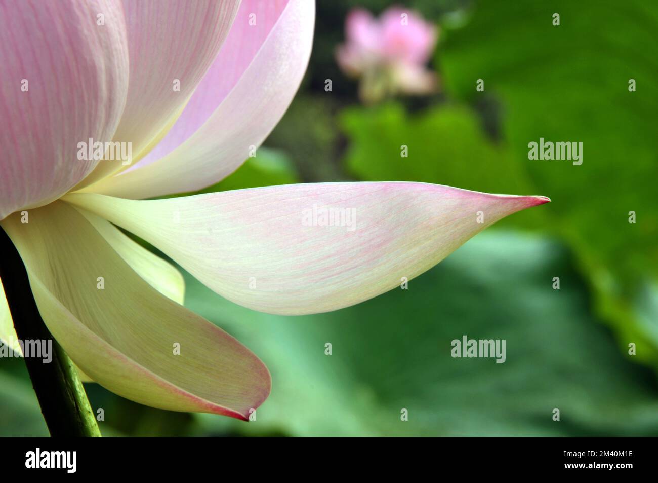 blossom lotud flower in pond Stock Photo - Alamy