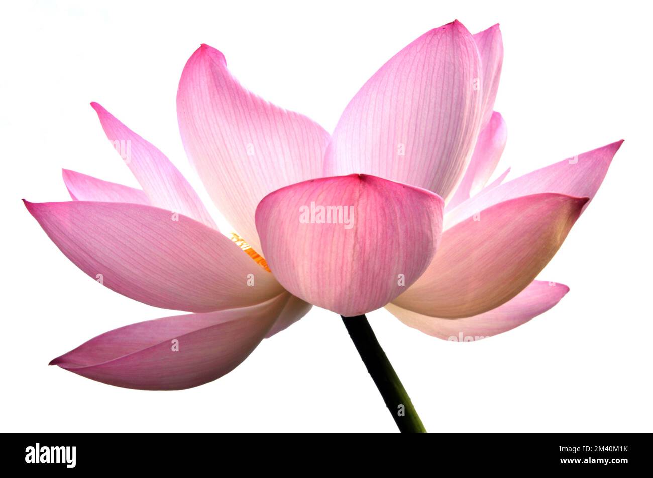 blossom lotud flower in pond Stock Photo - Alamy