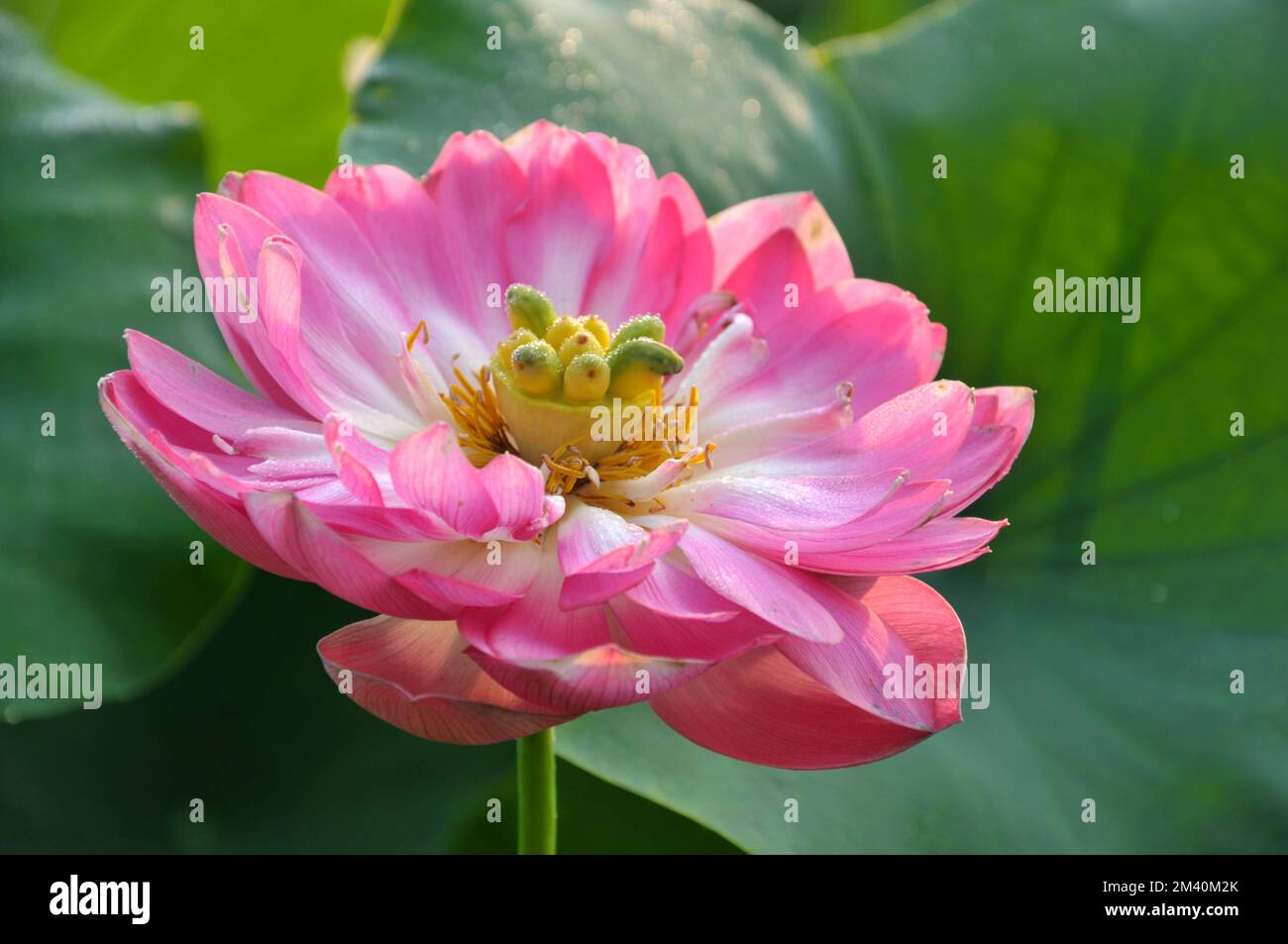 blossom lotud flower in pond Stock Photo - Alamy
