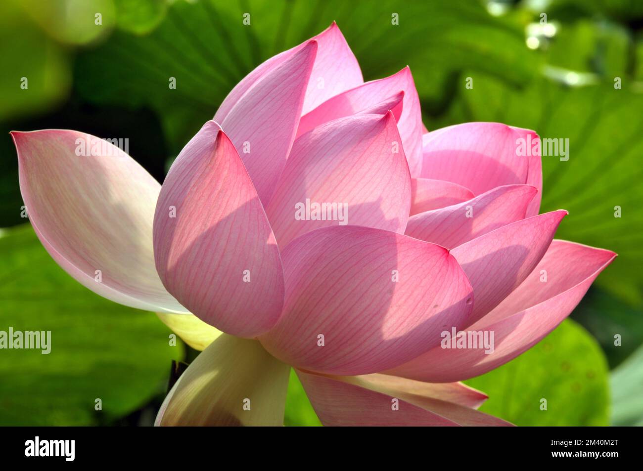 blossom lotud flower in pond Stock Photo - Alamy