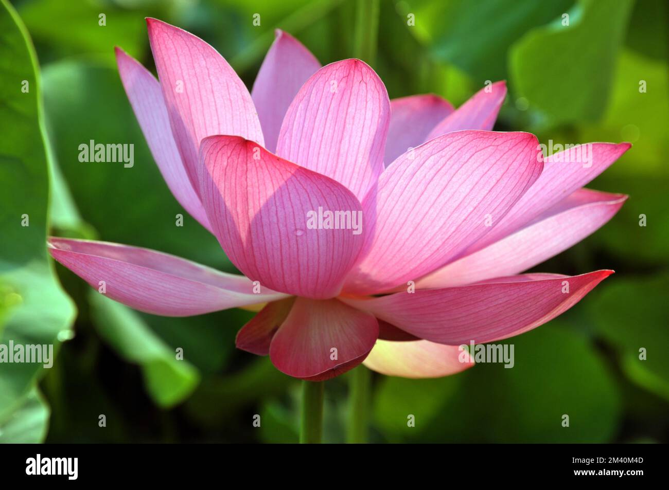 blossom lotud flower in pond Stock Photo - Alamy