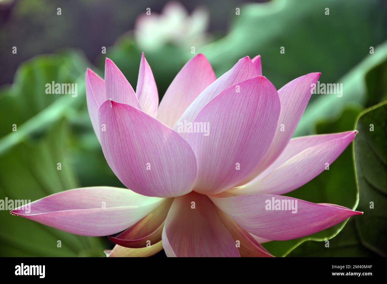 blossom lotud flower in pond Stock Photo - Alamy