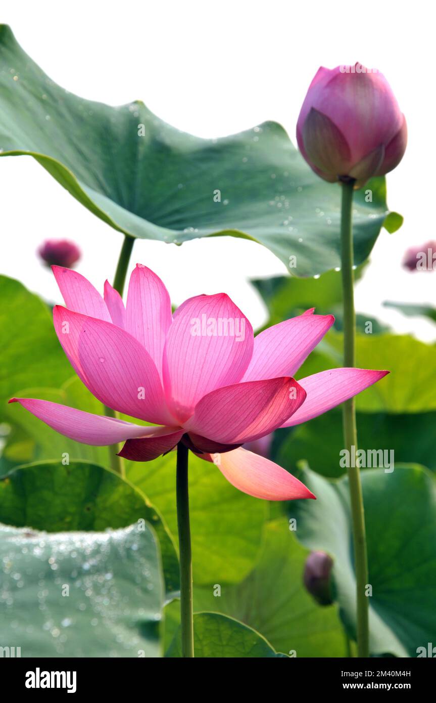 blossom lotud flower in pond Stock Photo - Alamy