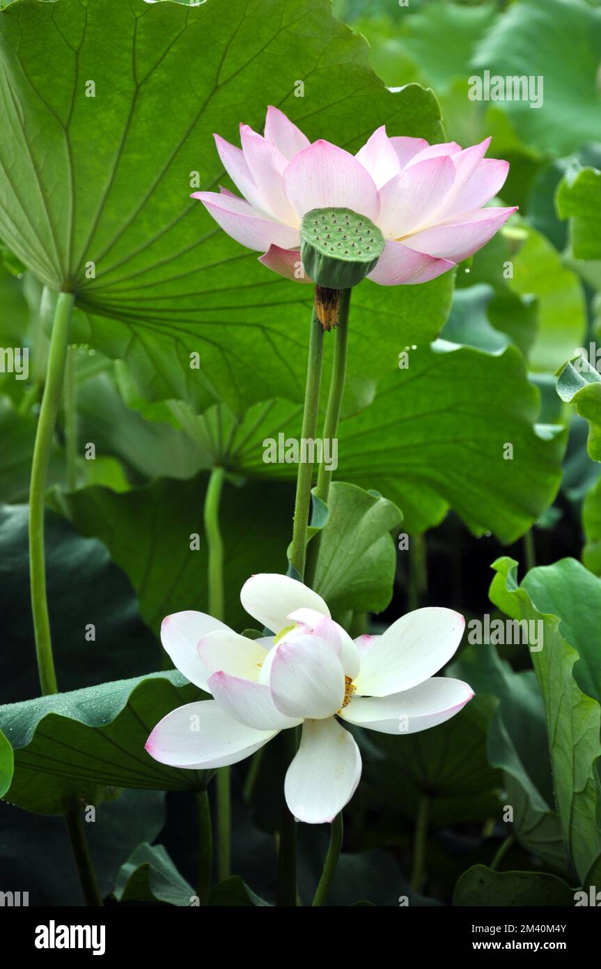 blossom lotud flower in pond Stock Photo - Alamy