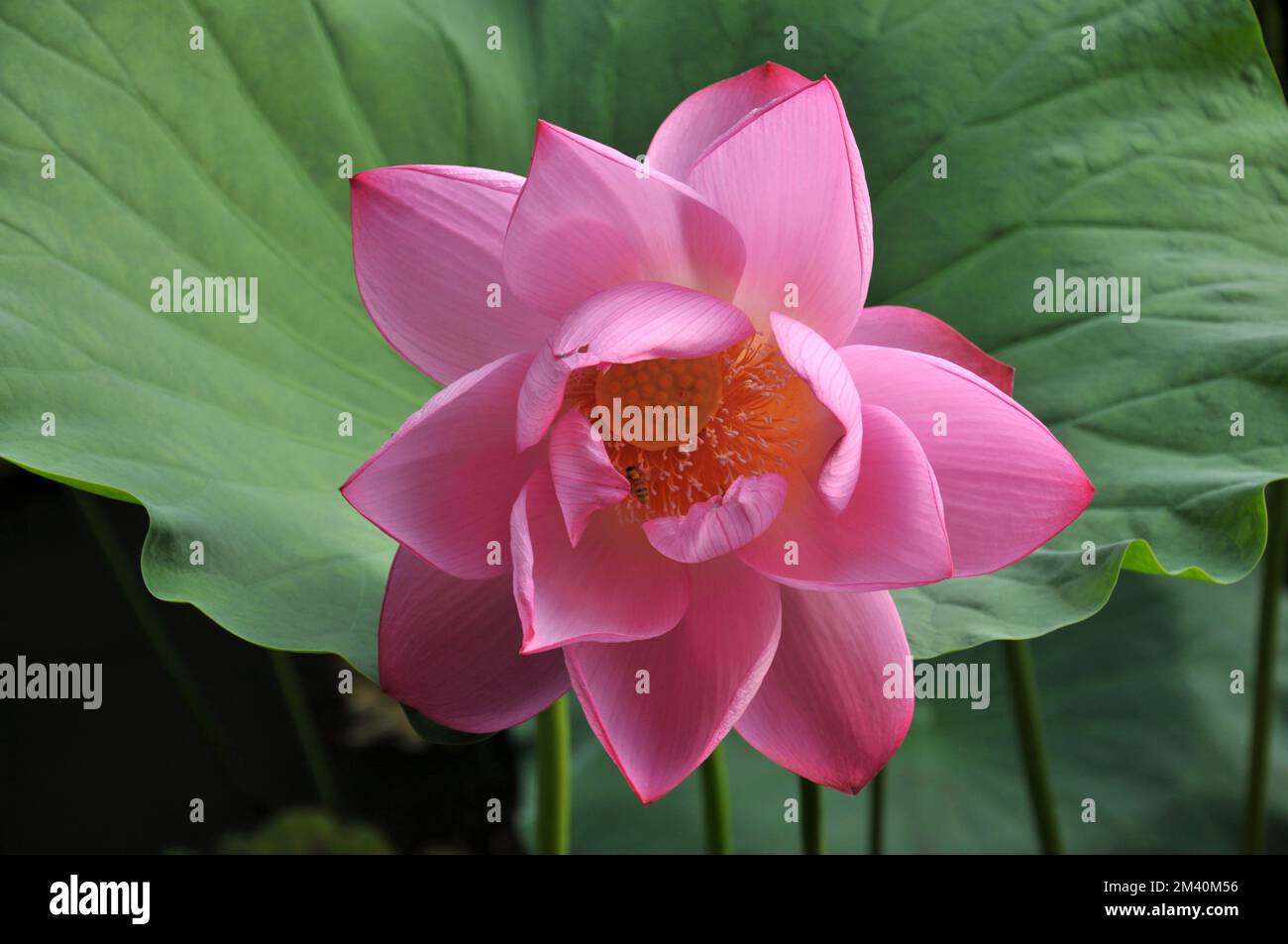 blossom lotud flower in pond Stock Photo - Alamy