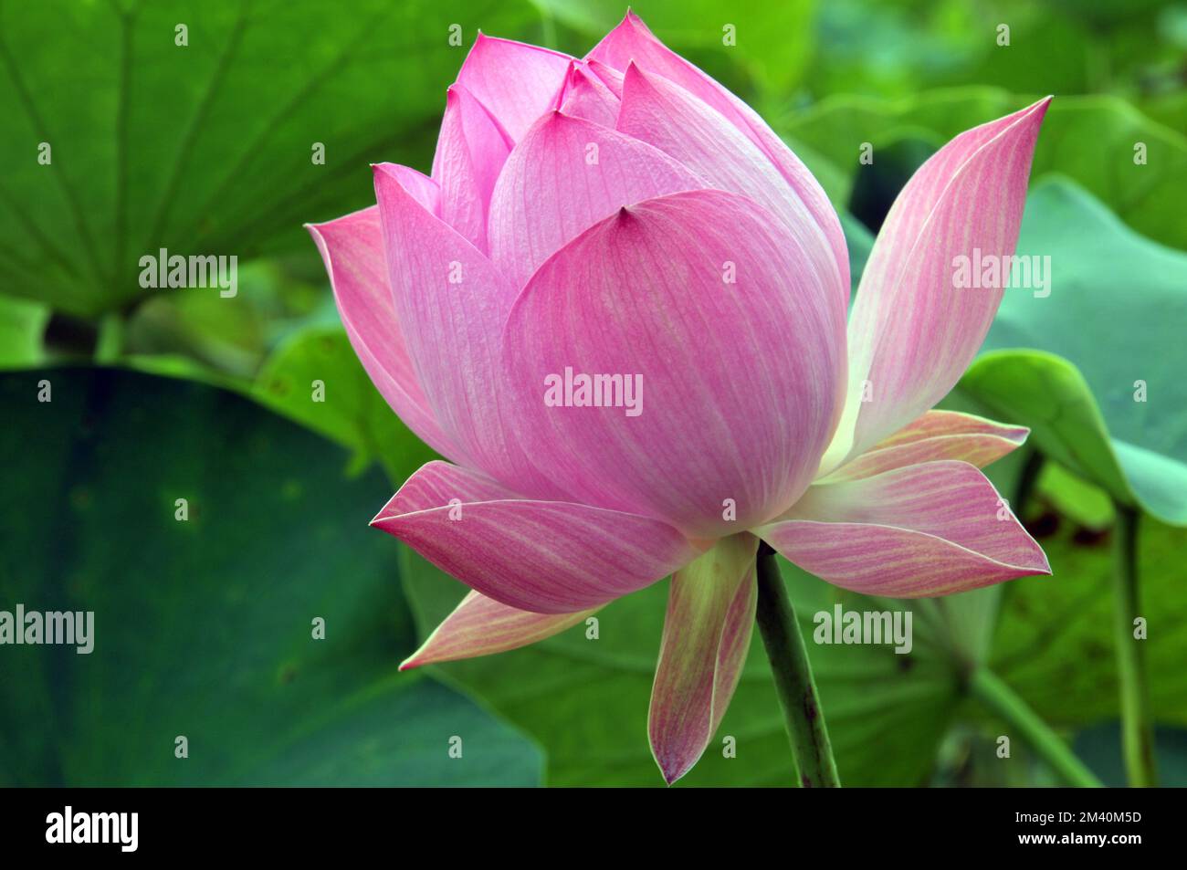 blossom lotud flower in pond Stock Photo - Alamy