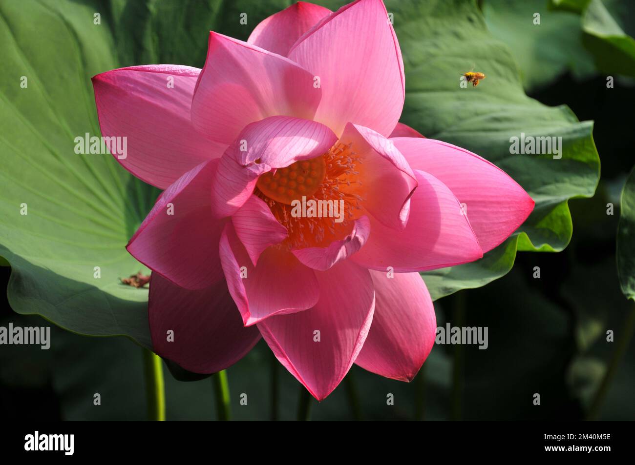 blossom lotud flower in pond Stock Photo - Alamy
