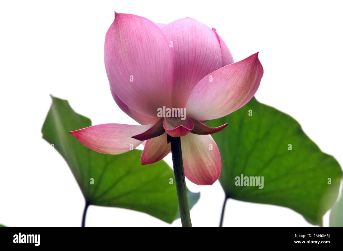 blossom lotud flower in pond Stock Photo - Alamy