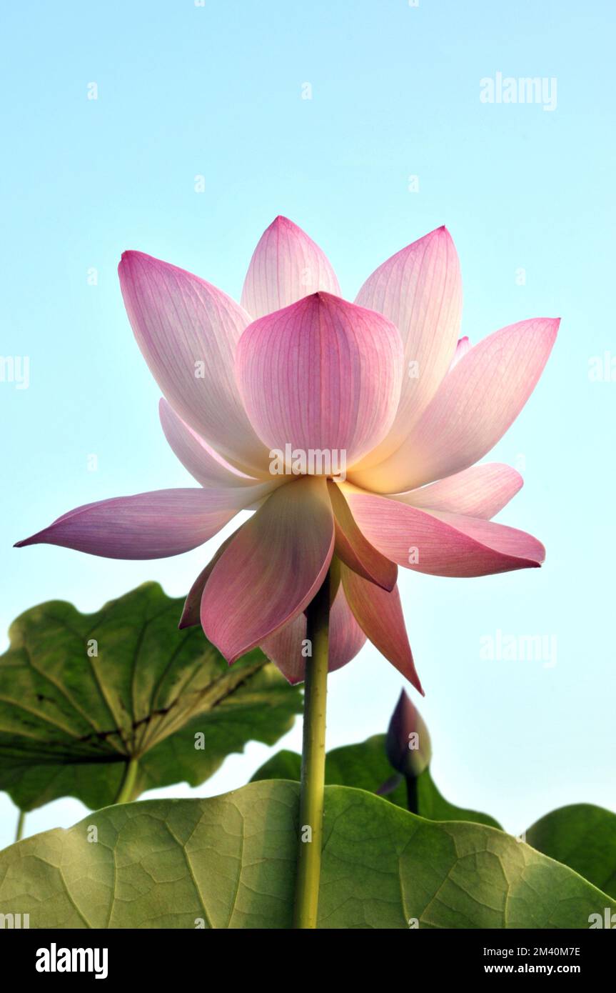 blossom lotud flower in pond Stock Photo - Alamy