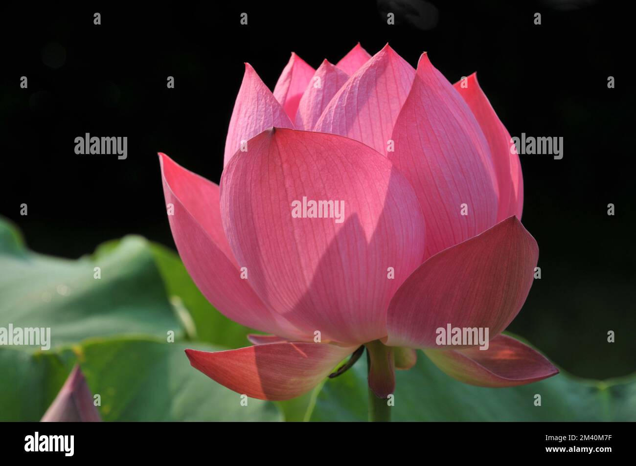 blossom lotud flower in pond Stock Photo - Alamy