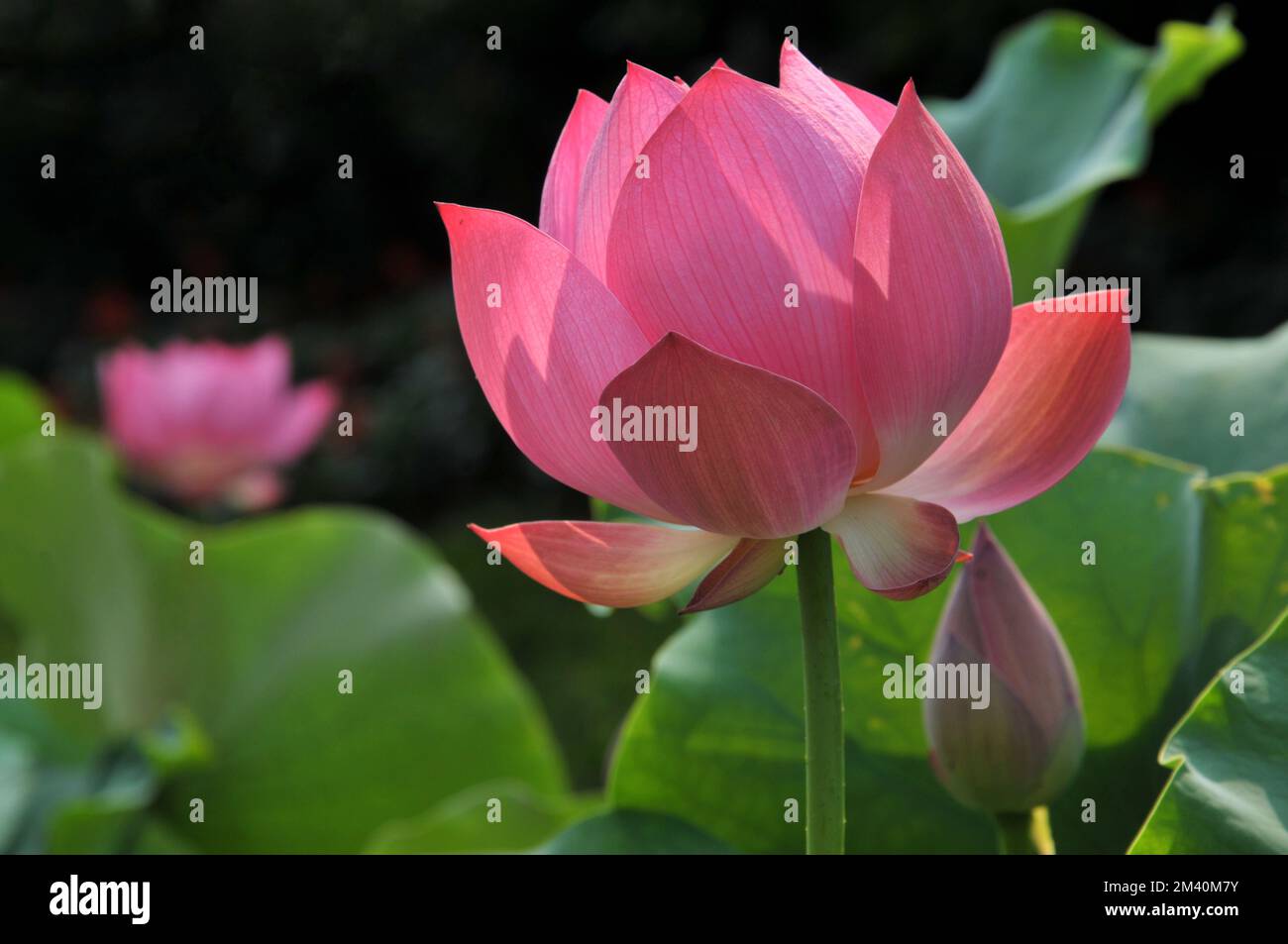 blossom lotud flower in pond Stock Photo - Alamy