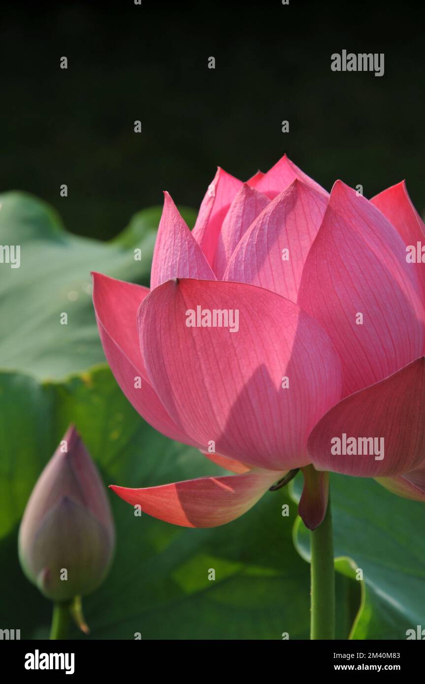blossom lotud flower in pond Stock Photo - Alamy