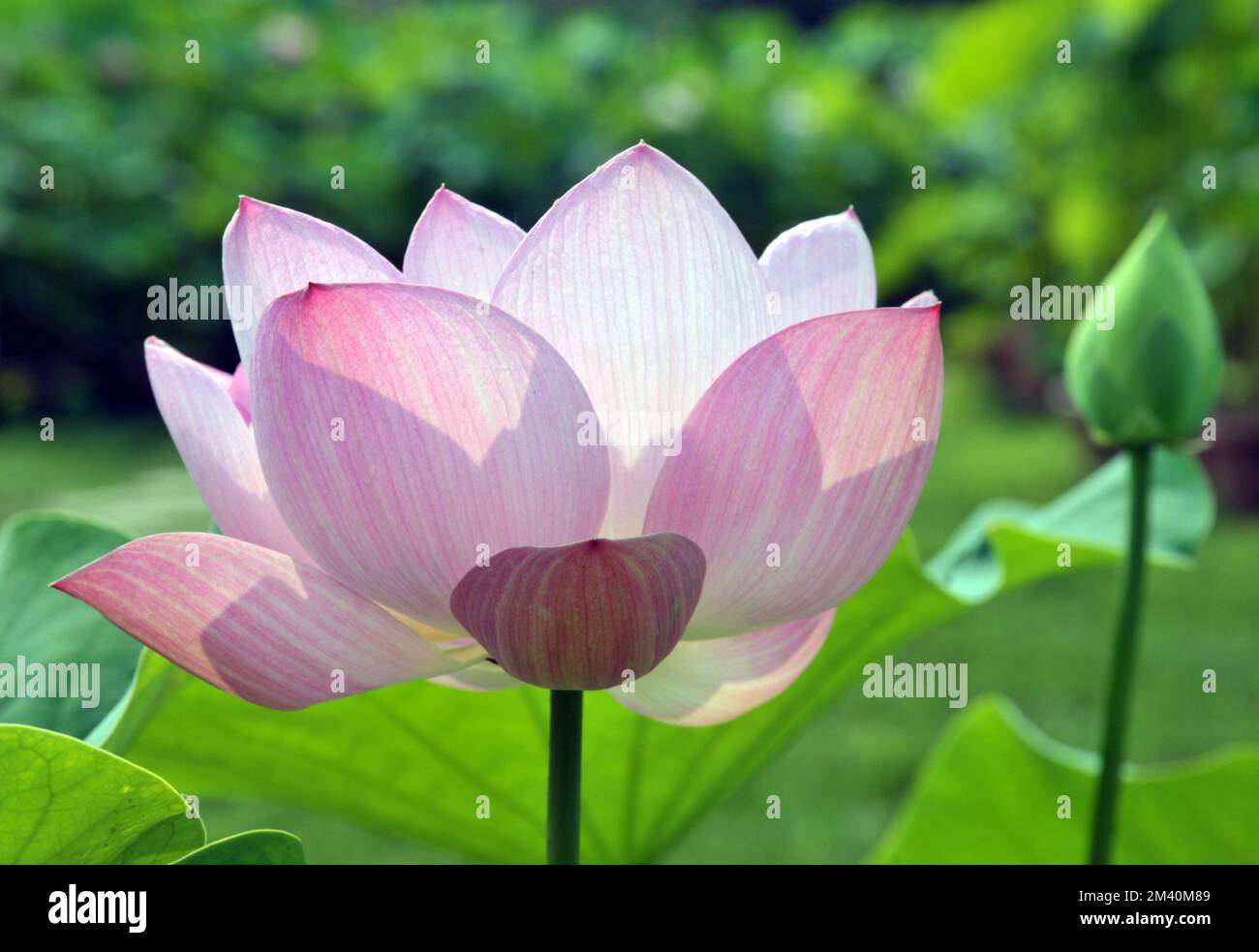 blossom lotud flower in pond Stock Photo - Alamy