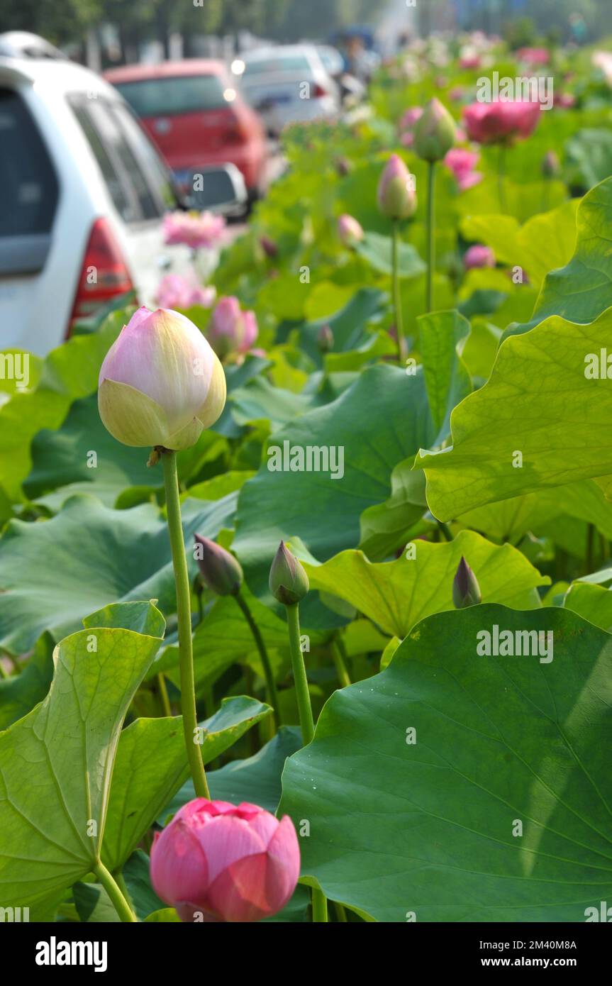 blossom lotud flower in pond Stock Photo - Alamy