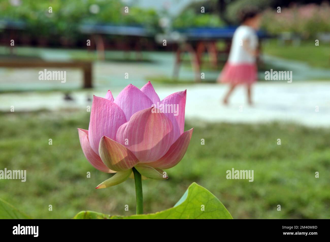 blossom lotud flower in pond Stock Photo - Alamy