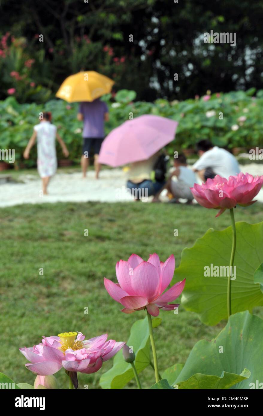 blossom lotud flower in pond Stock Photo - Alamy