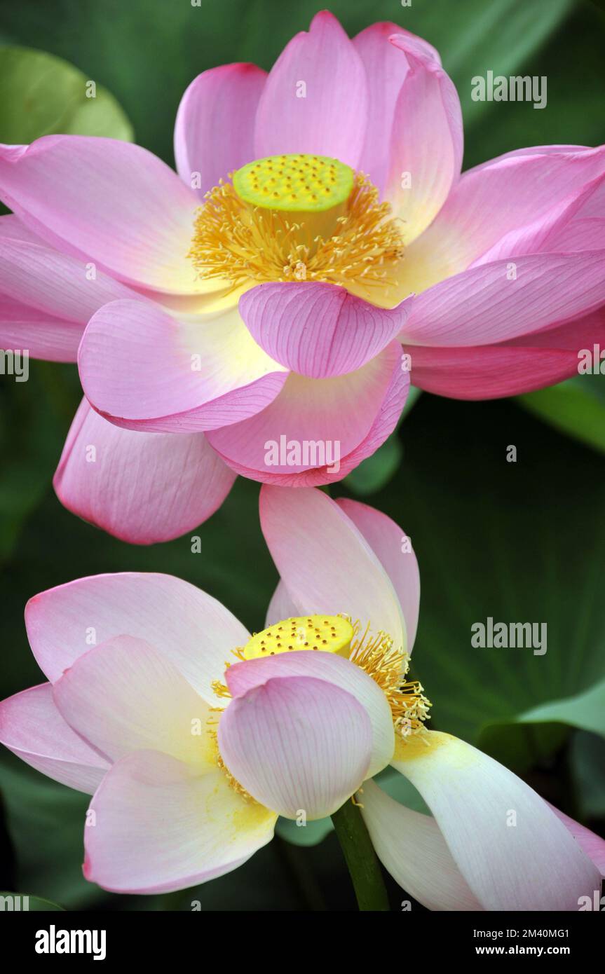 blossom lotus flower in pond Stock Photo - Alamy