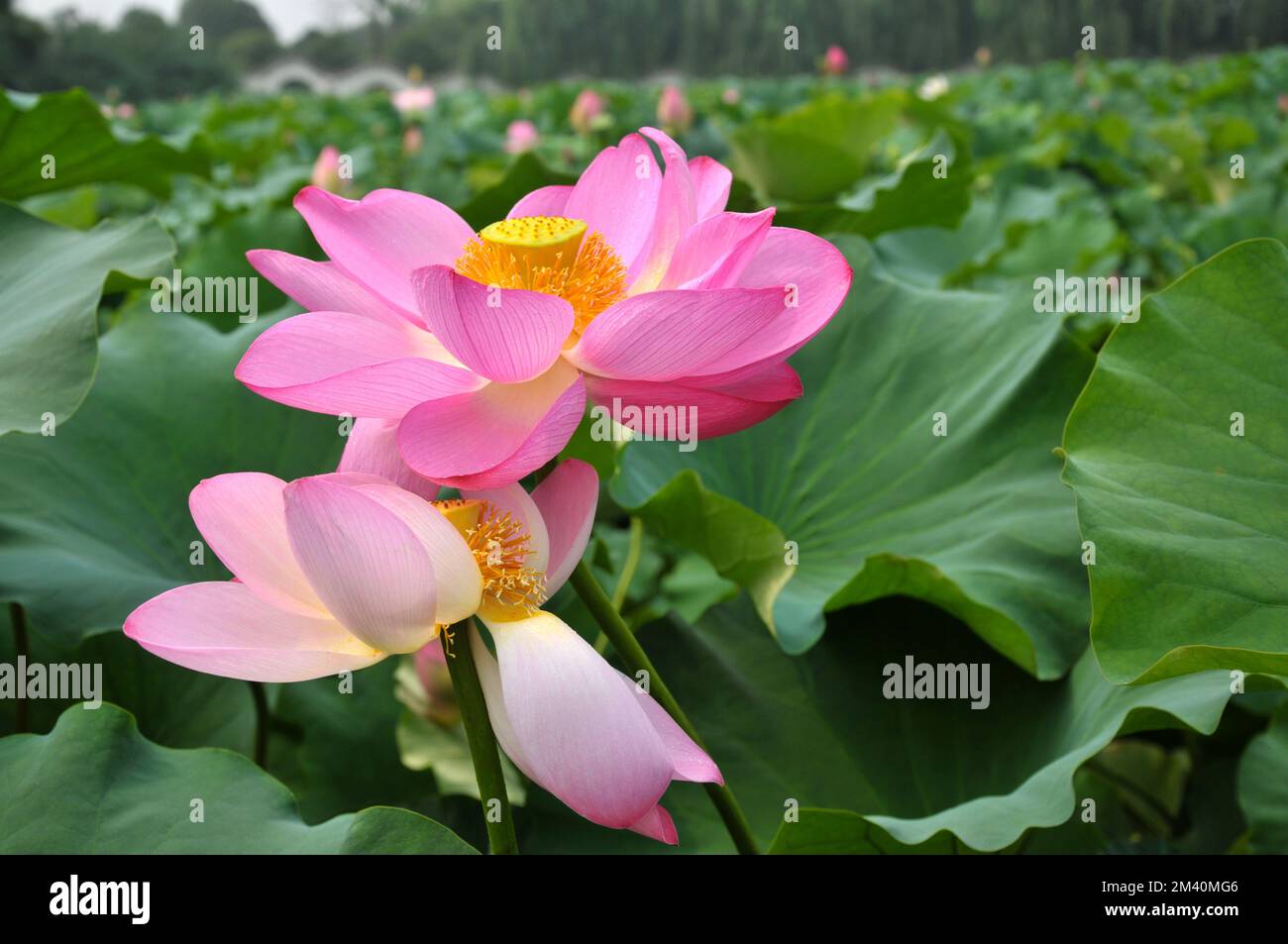 blossom lotus flower in pond Stock Photo - Alamy