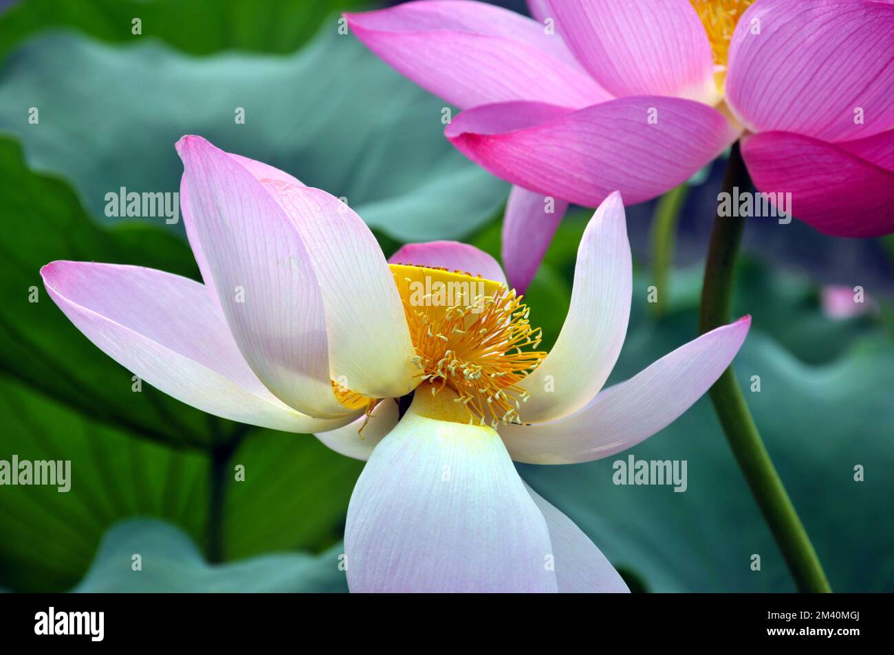 blossom lotus flower in pond Stock Photo - Alamy