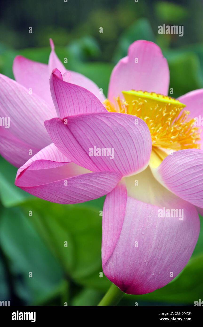 blossom lotus flower in pond Stock Photo - Alamy