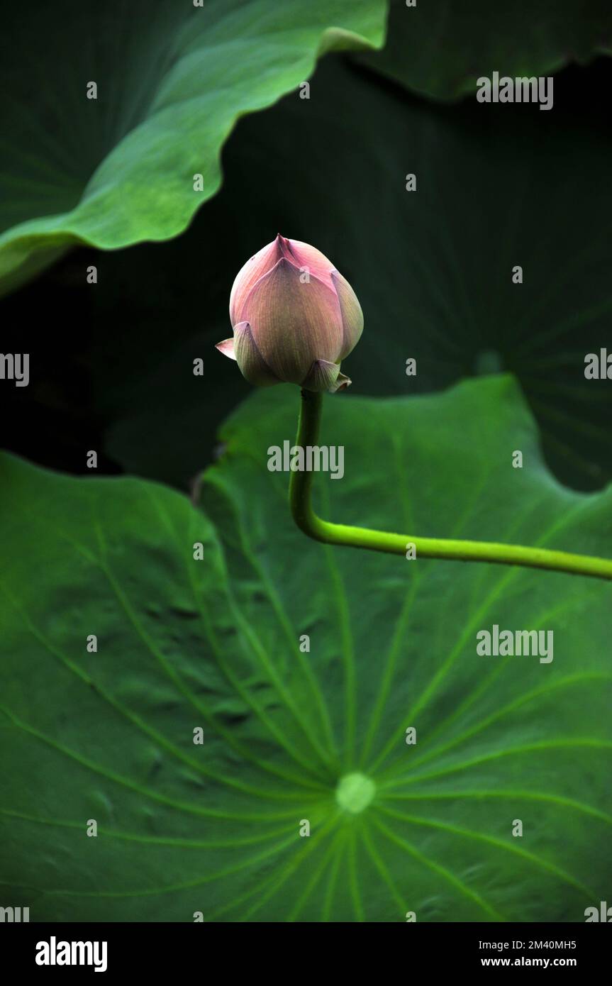 blossom lotus flower in pond Stock Photo - Alamy