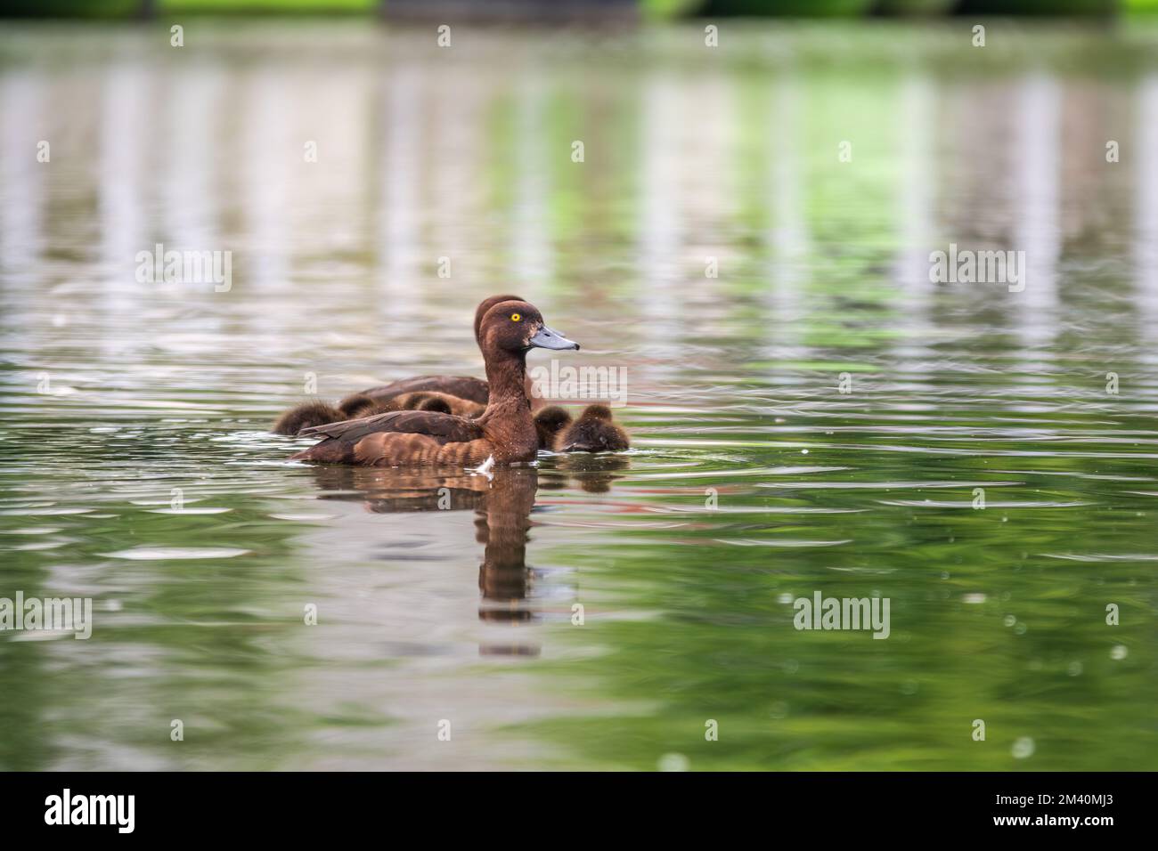 Tufted duck Family swims with their ducklings in green lake water. A ...