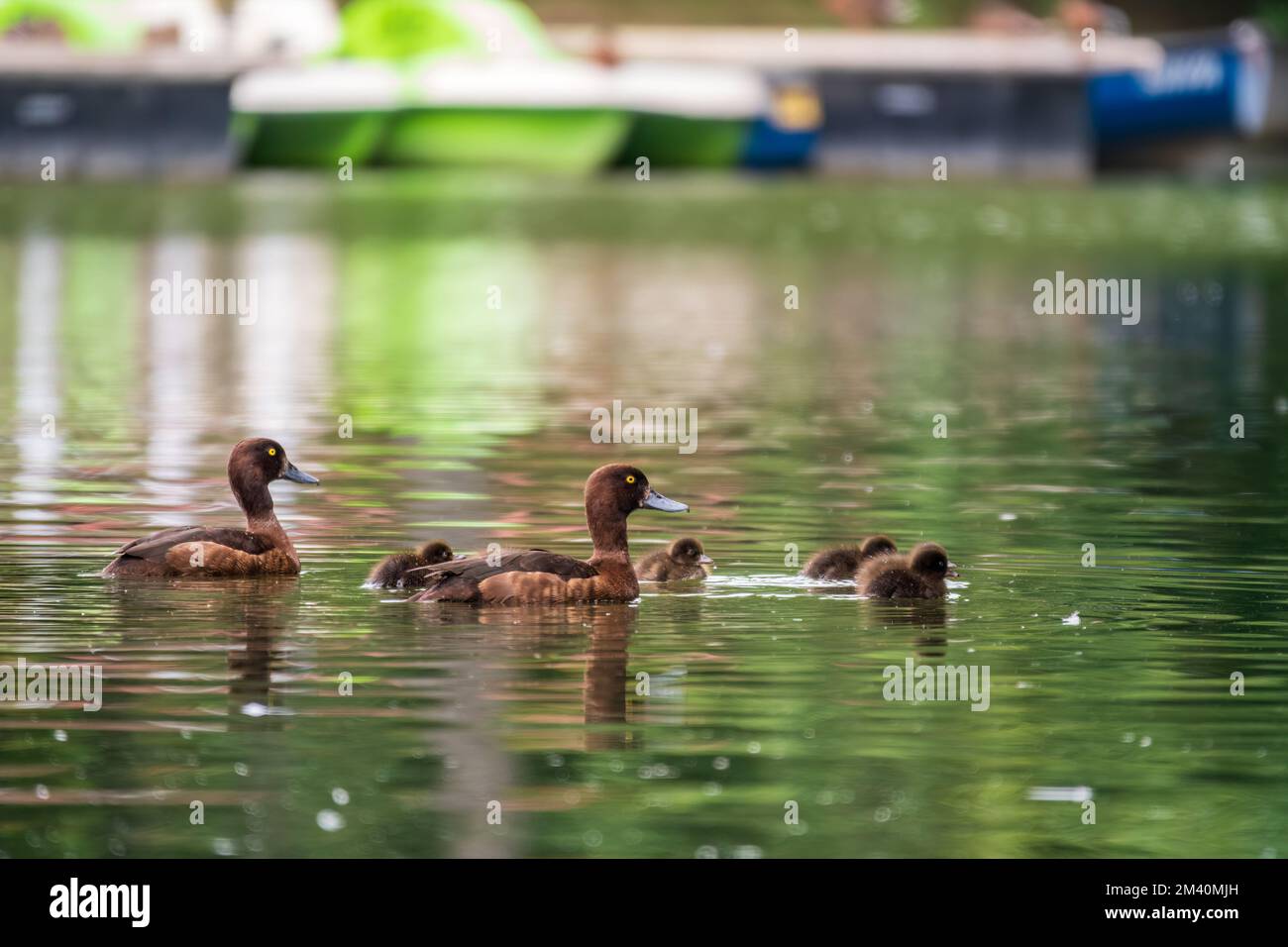 Tufted duck Family swims with their ducklings in green lake water. A ...