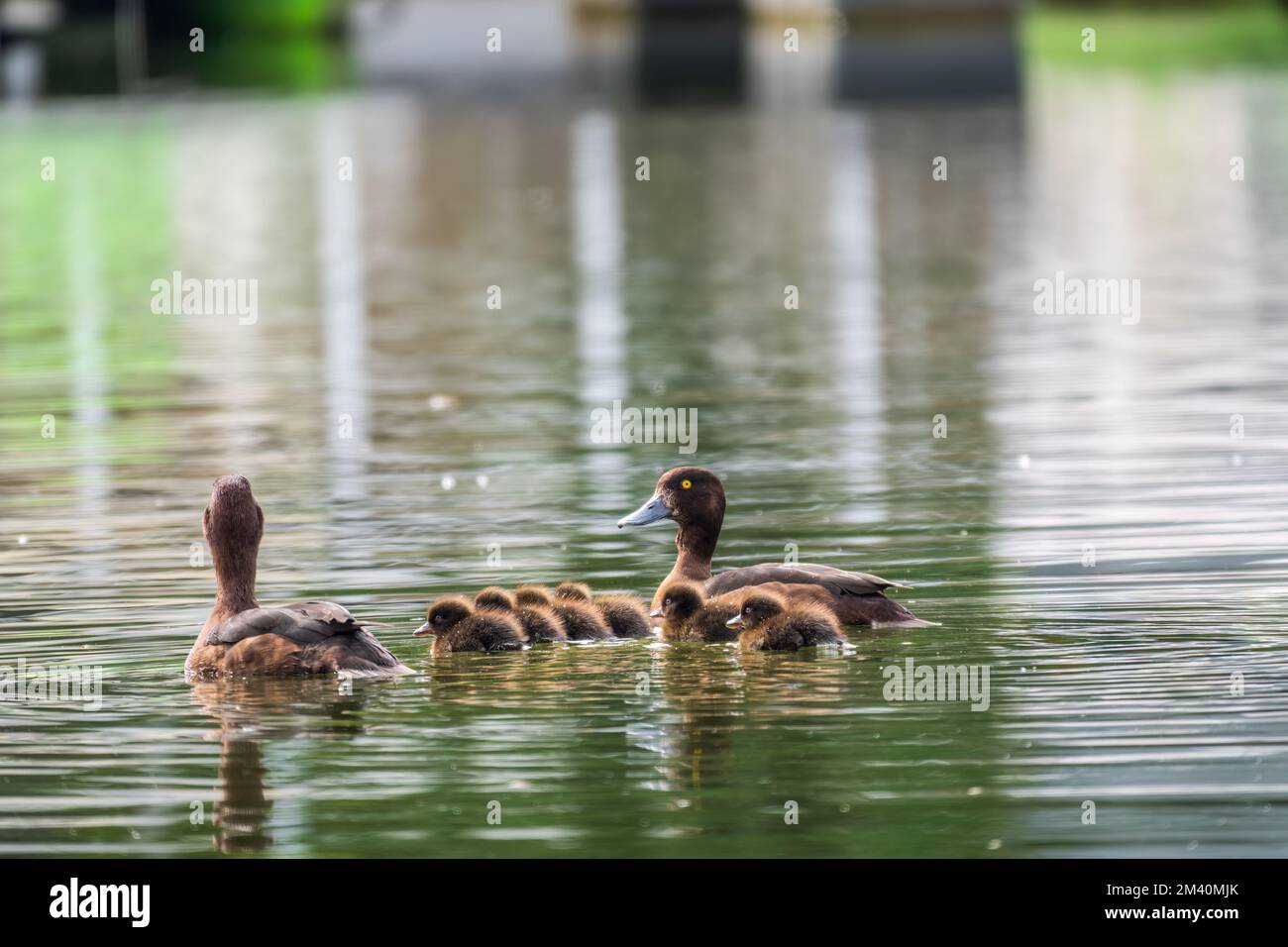Tufted duck Family swims with their ducklings in green lake water. A ...