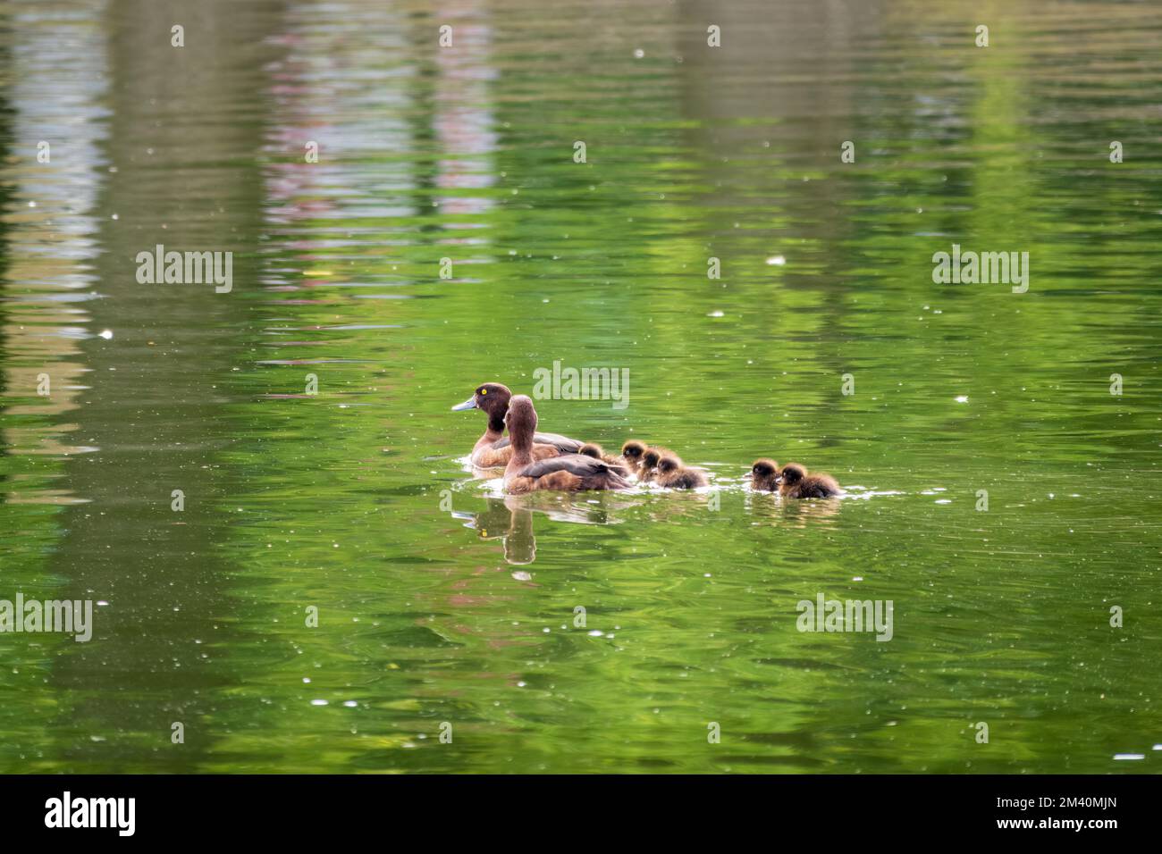 Tufted duck Family swims with their ducklings in green lake water. A ...