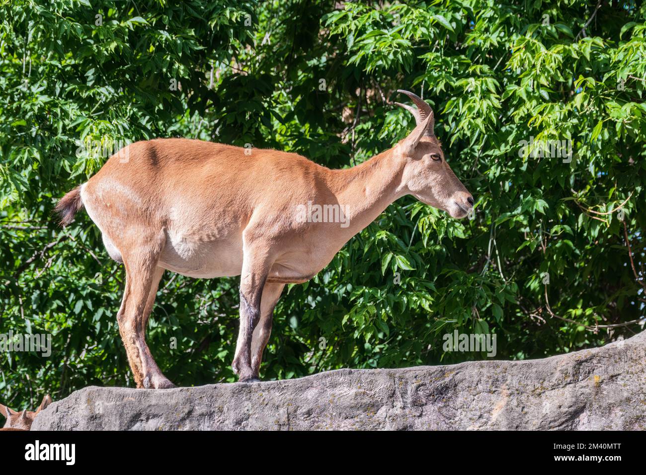 Mountain goat or East caucasian tur, female, latin name Carpa ...